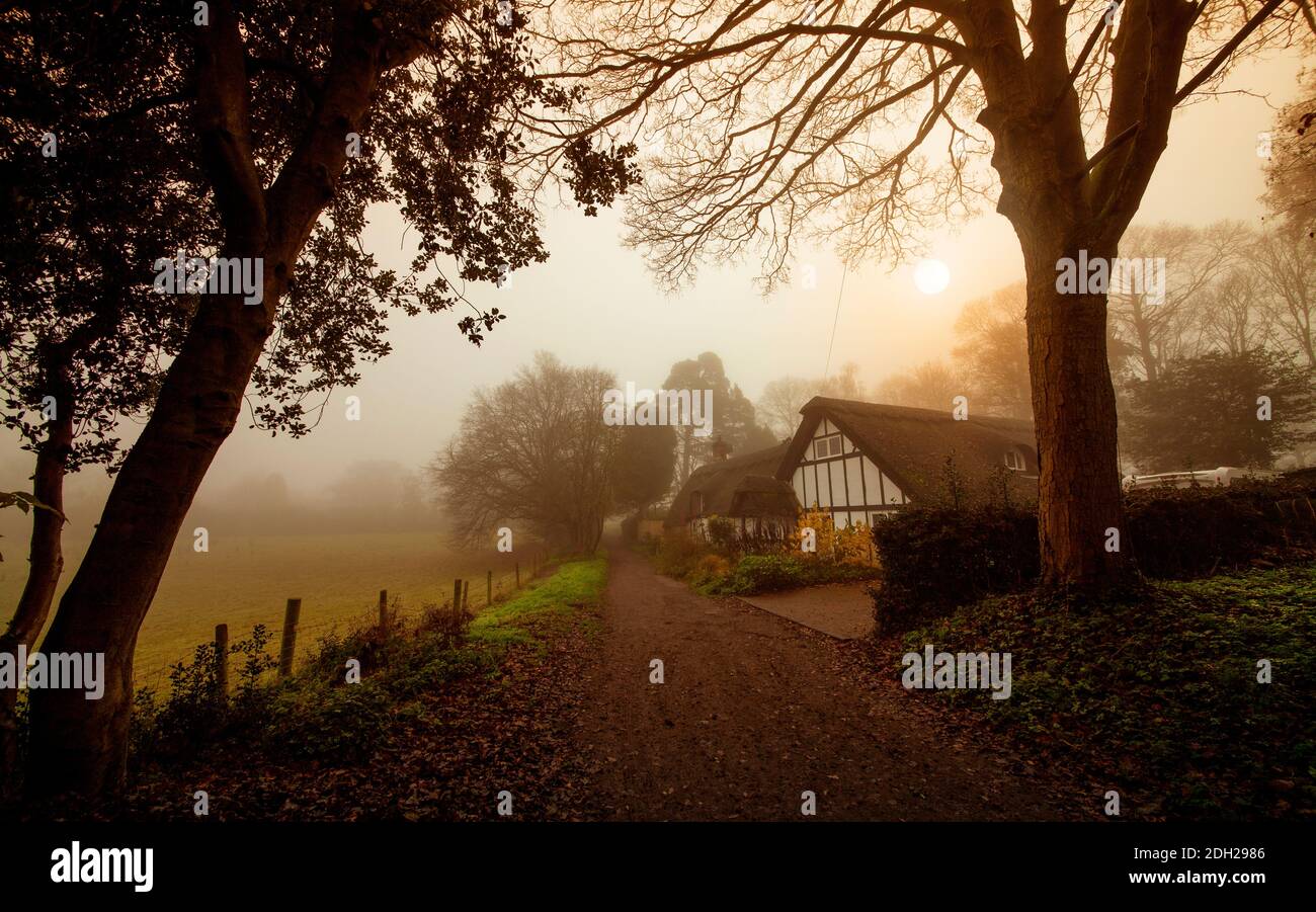 Winter fog scene in the sun Stock Photo - Alamy