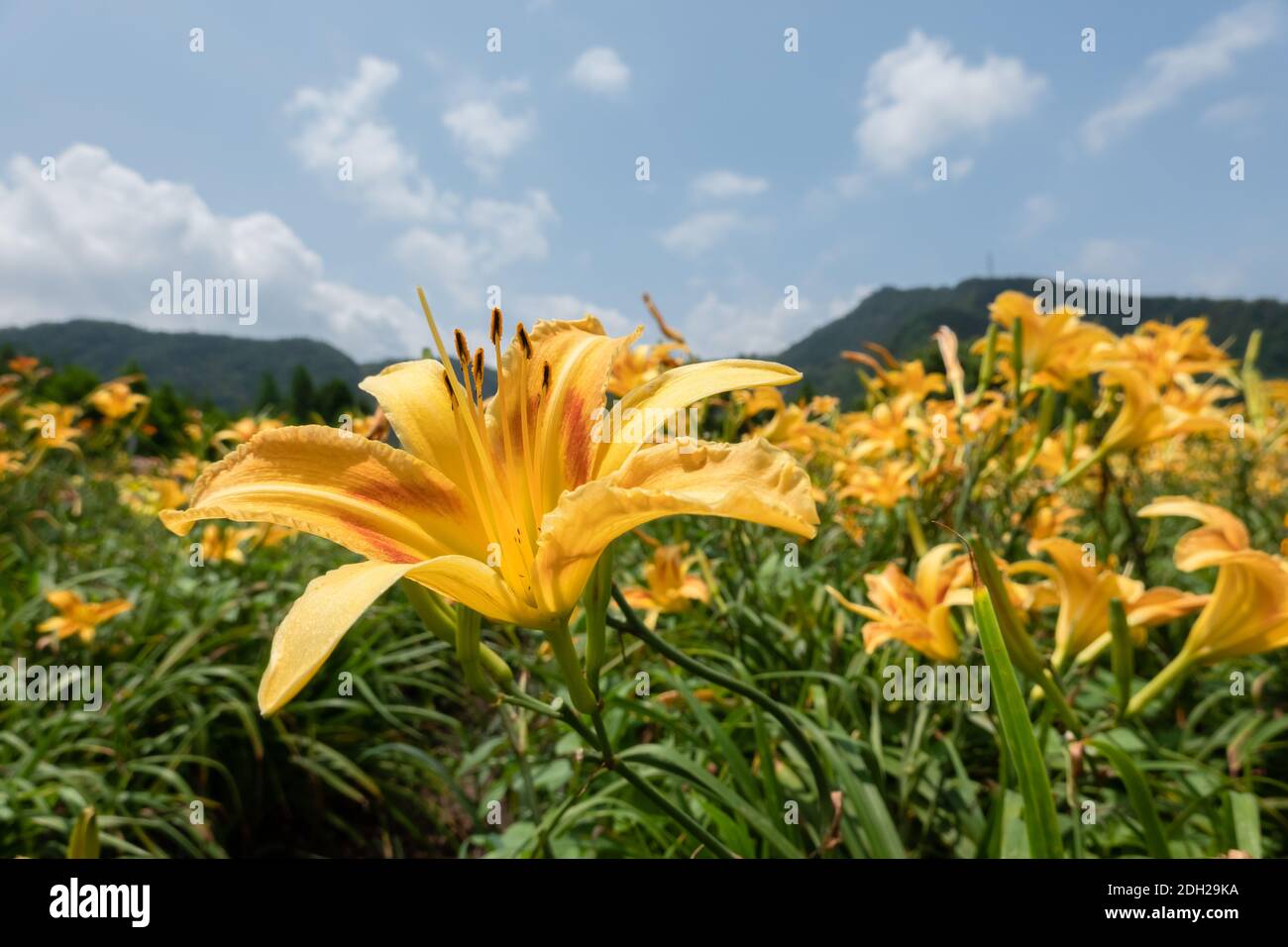 Landscape of tiger lily Stock Photo - Alamy