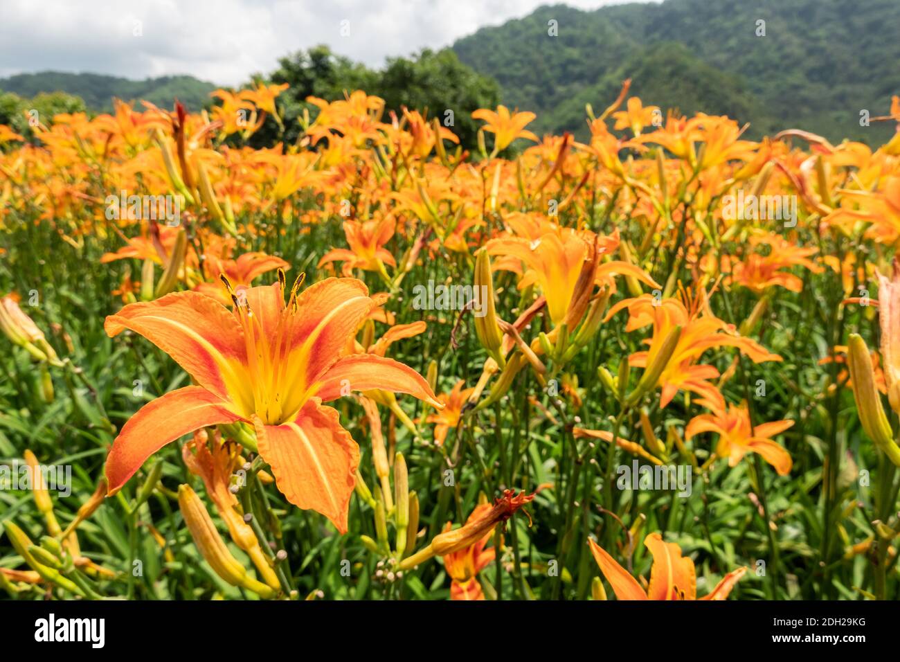 Landscape of tiger lily Stock Photo - Alamy