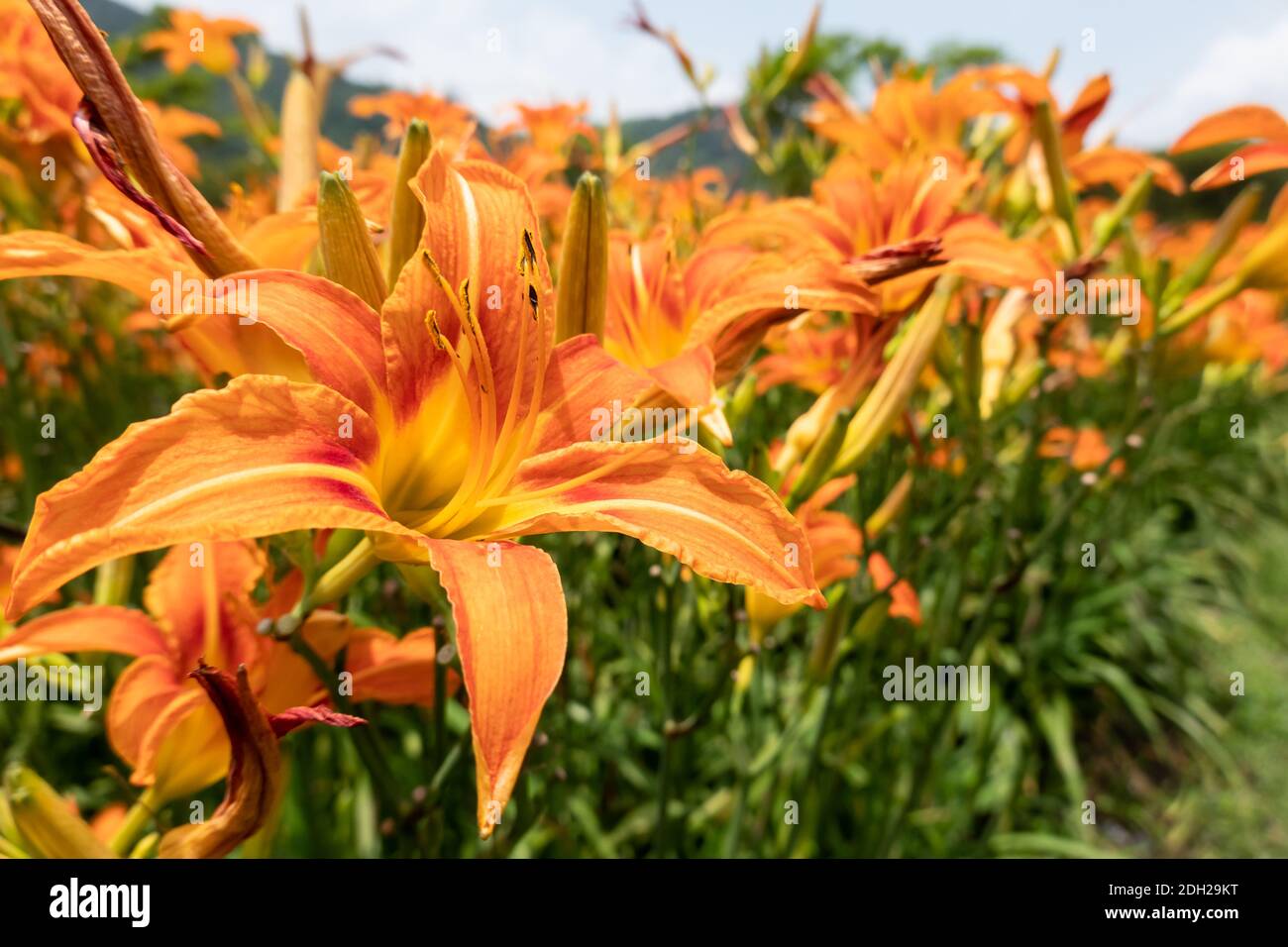 Landscape of tiger lily Stock Photo - Alamy