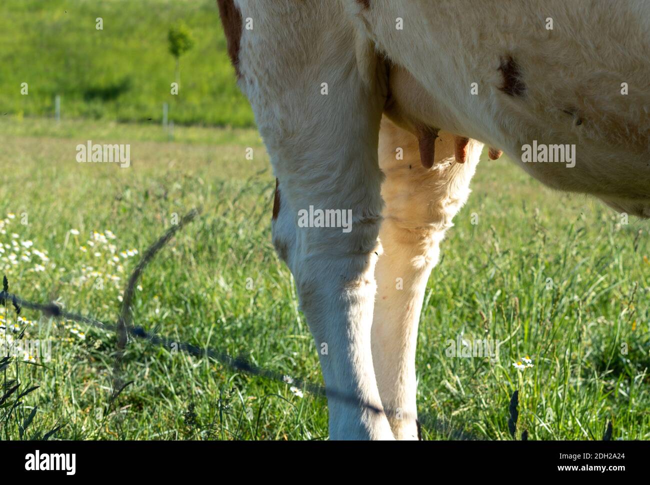 A closeup of a white cow's back feet and teat in a sunny field next to ...