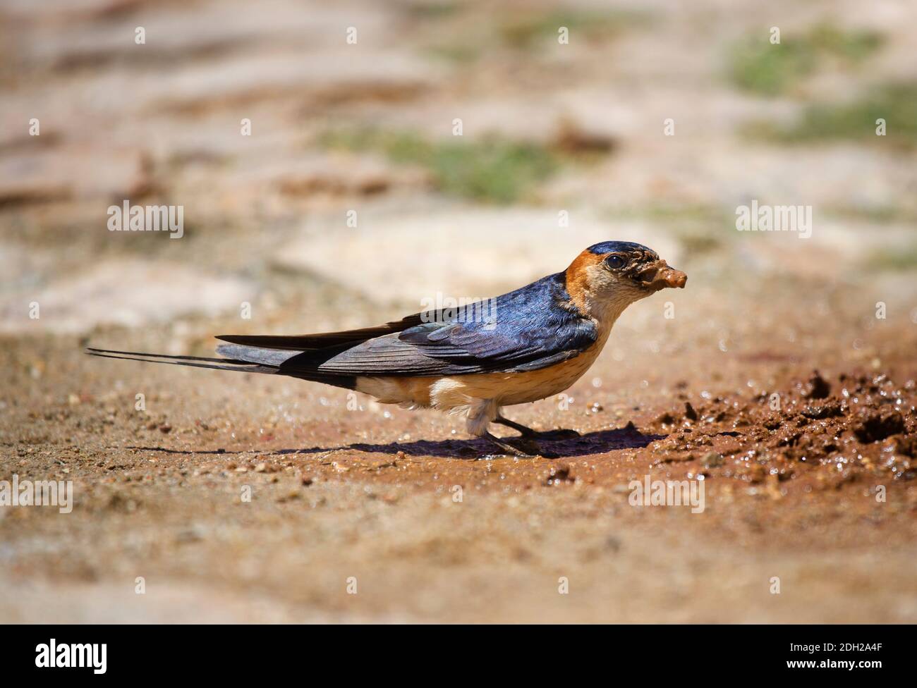 Red rumped swallow, Cecropis daurica Stock Photo - Alamy