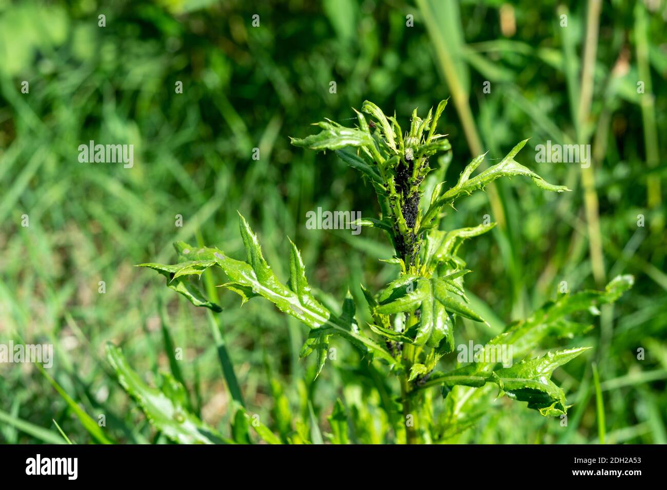 A closeup of a green plant growing among grass in the park Stock Photo ...