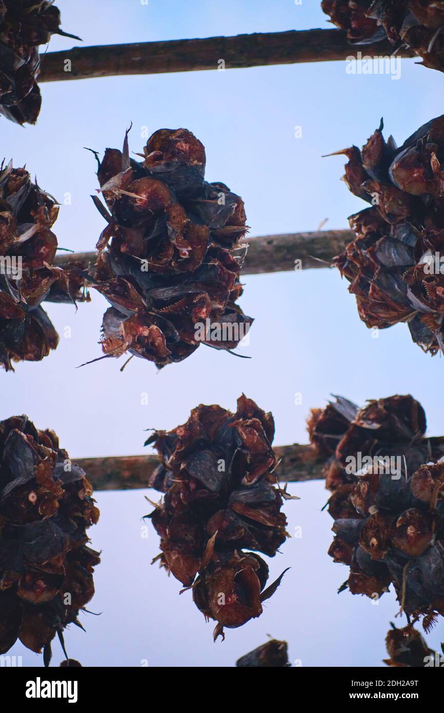 Air drying of Salmon fish on wooden structure at Scandinavian winter ...
