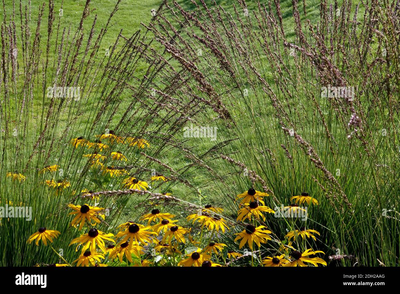 Purple moor grasses hi-res stock photography and images - Alamy