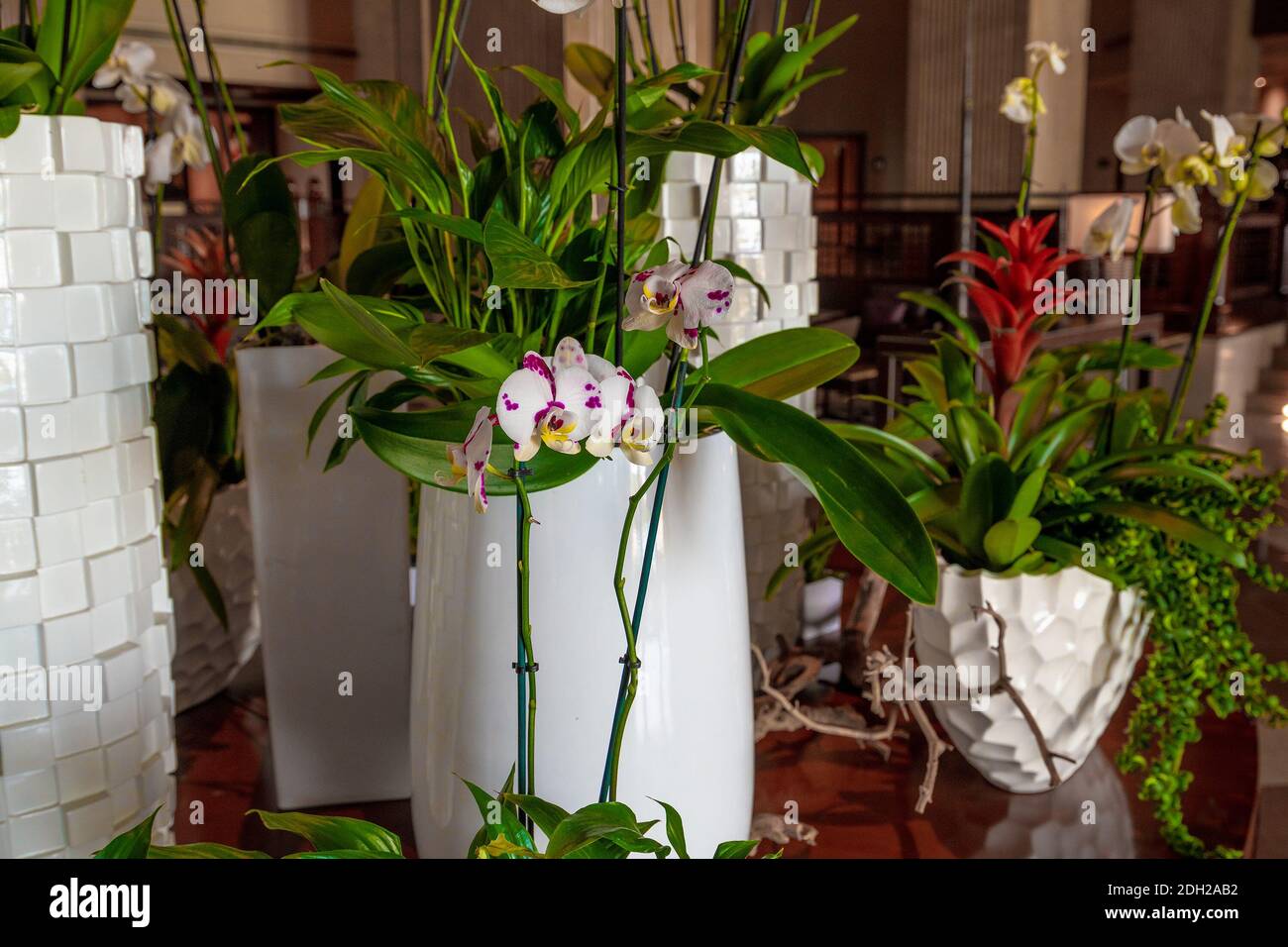 Many pot flowers in interior of the hall Stock Photo - Alamy