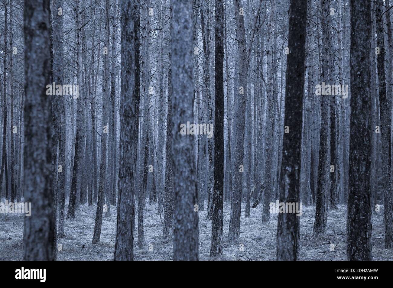 Nature background, dark blue forest in Germany, Europe Stock Photo - Alamy