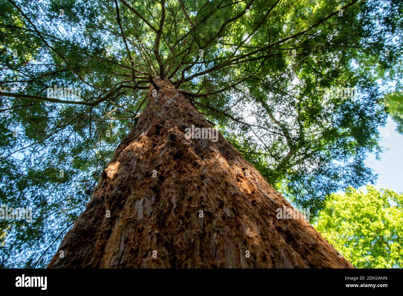 Sequoia branch hi-res stock photography and images - Alamy