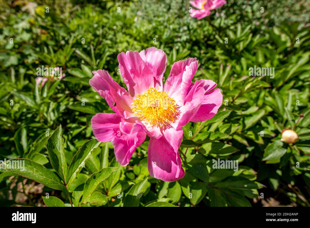 Robust wild rose hi-res stock photography and images - Alamy