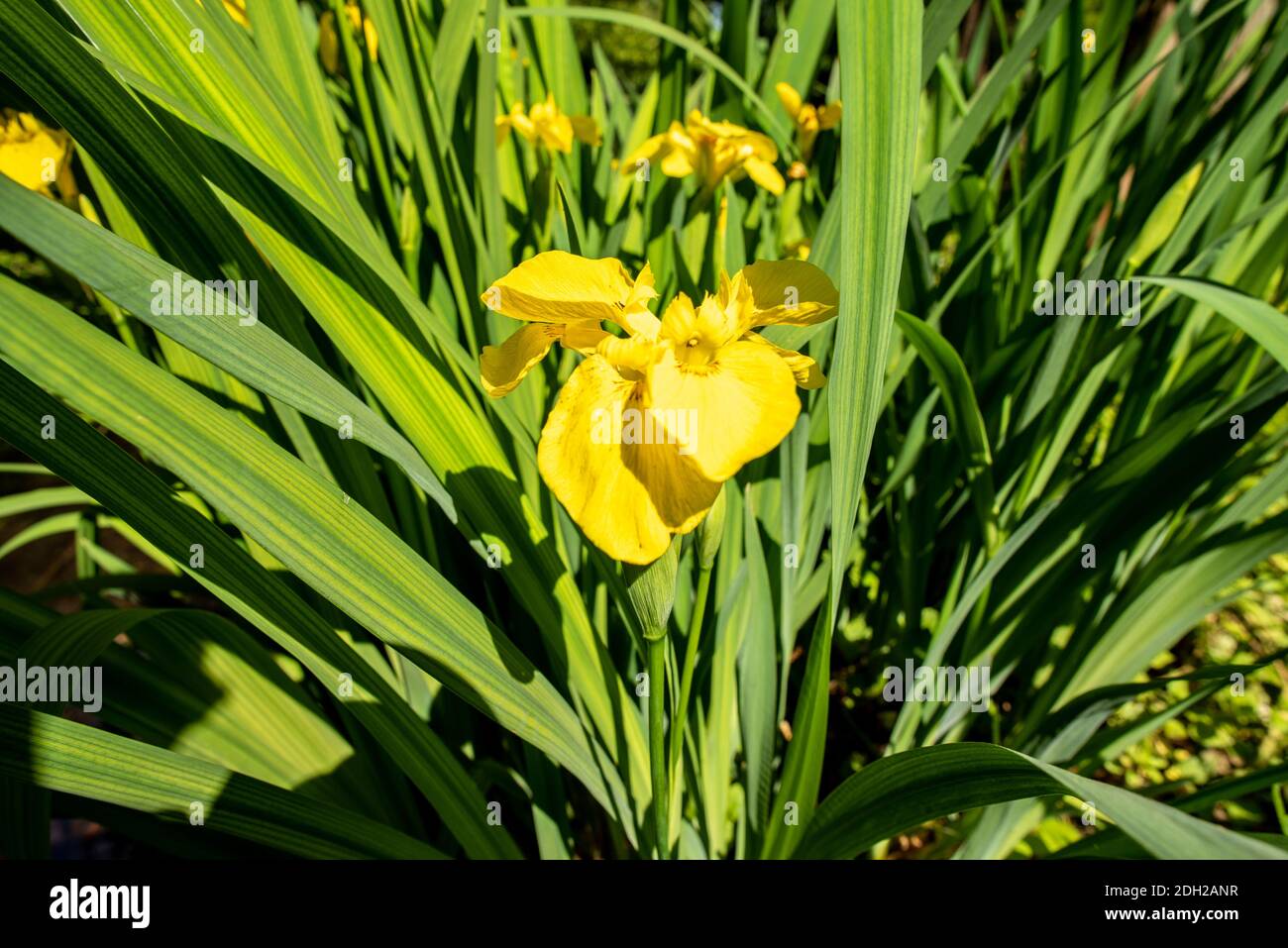 Trumpet and sword hi-res stock photography and images - Alamy