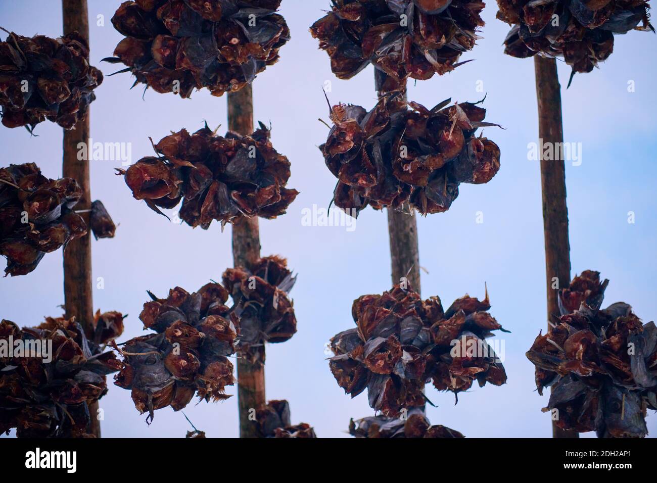 Air drying of Salmon fish on wooden structure at Scandinavian winter ...