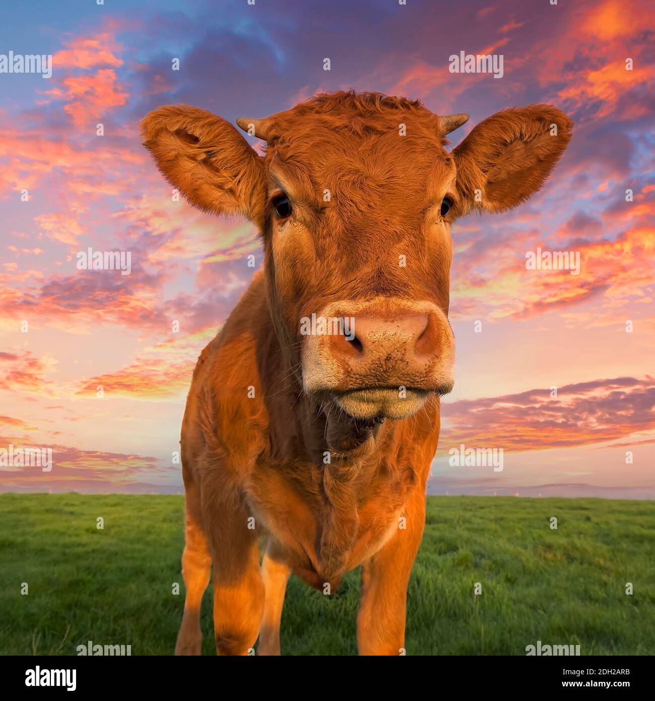 Vertical portrait of brown cow in Normandy, France Stock Photo - Alamy