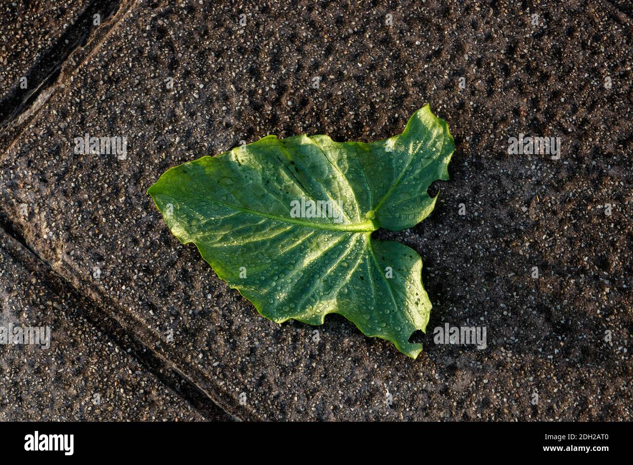 A top view of a singleleaf on the ground Stock Photo - Alamy