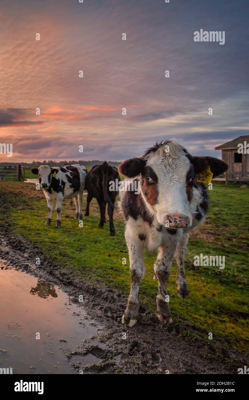 A Group of Friendly Cows Enjoying the Sunset Stock Photo - Alamy