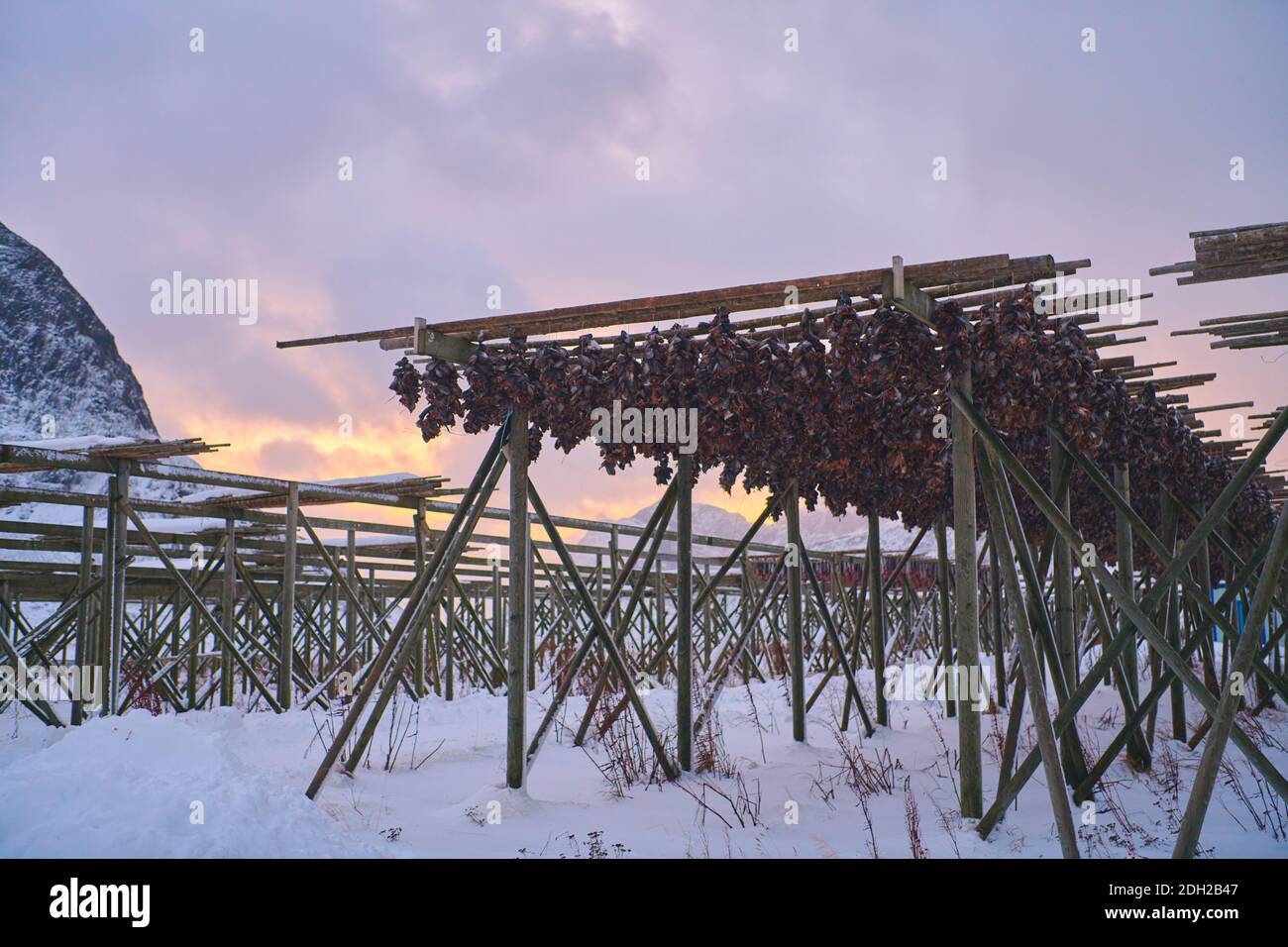 Air drying of Salmon fish on wooden structure at Scandinavian winter ...