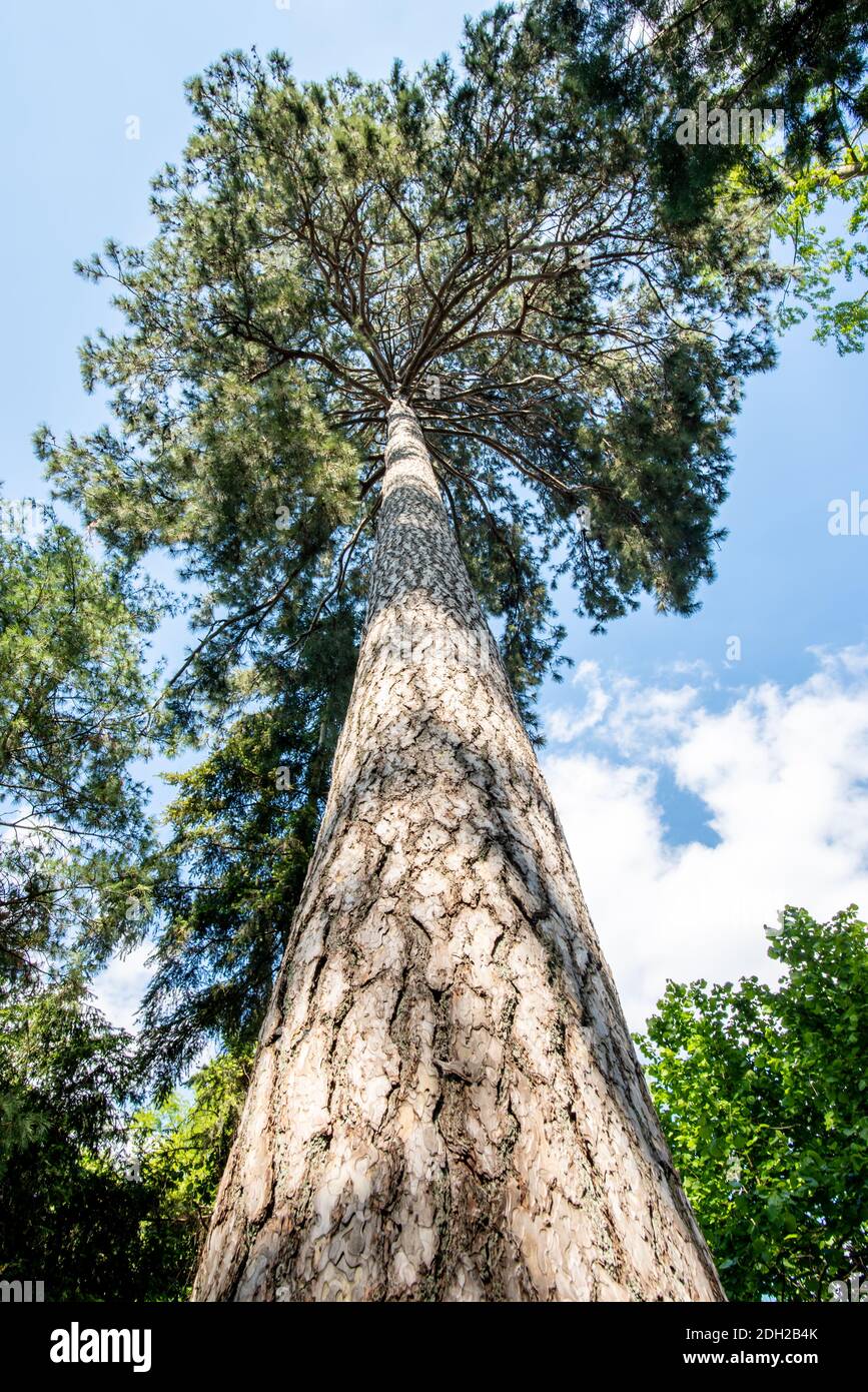 Tall straight pine tree crown hi-res stock photography and images - Alamy