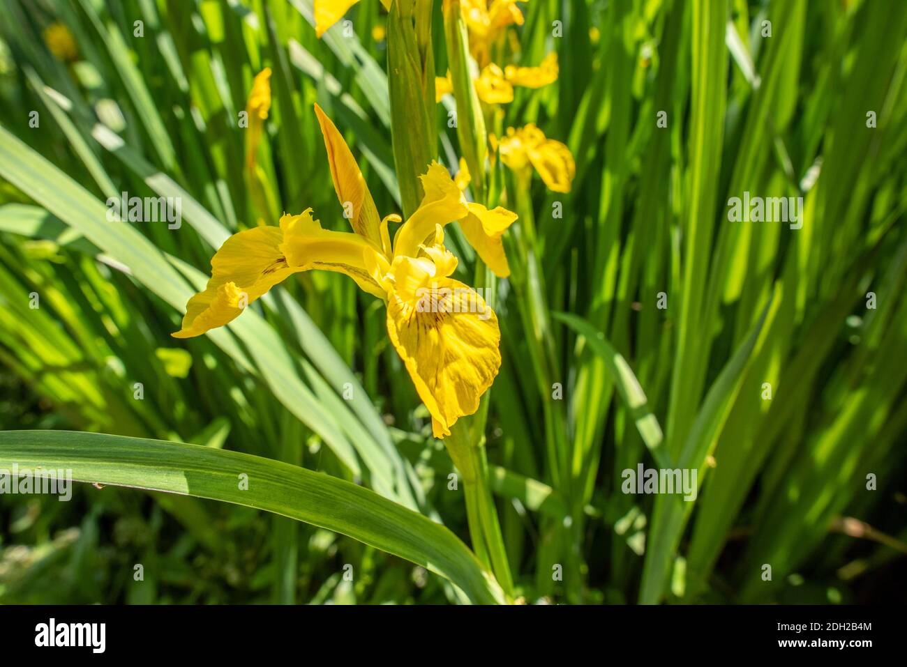 Swamp sword lily Stock Photo - Alamy
