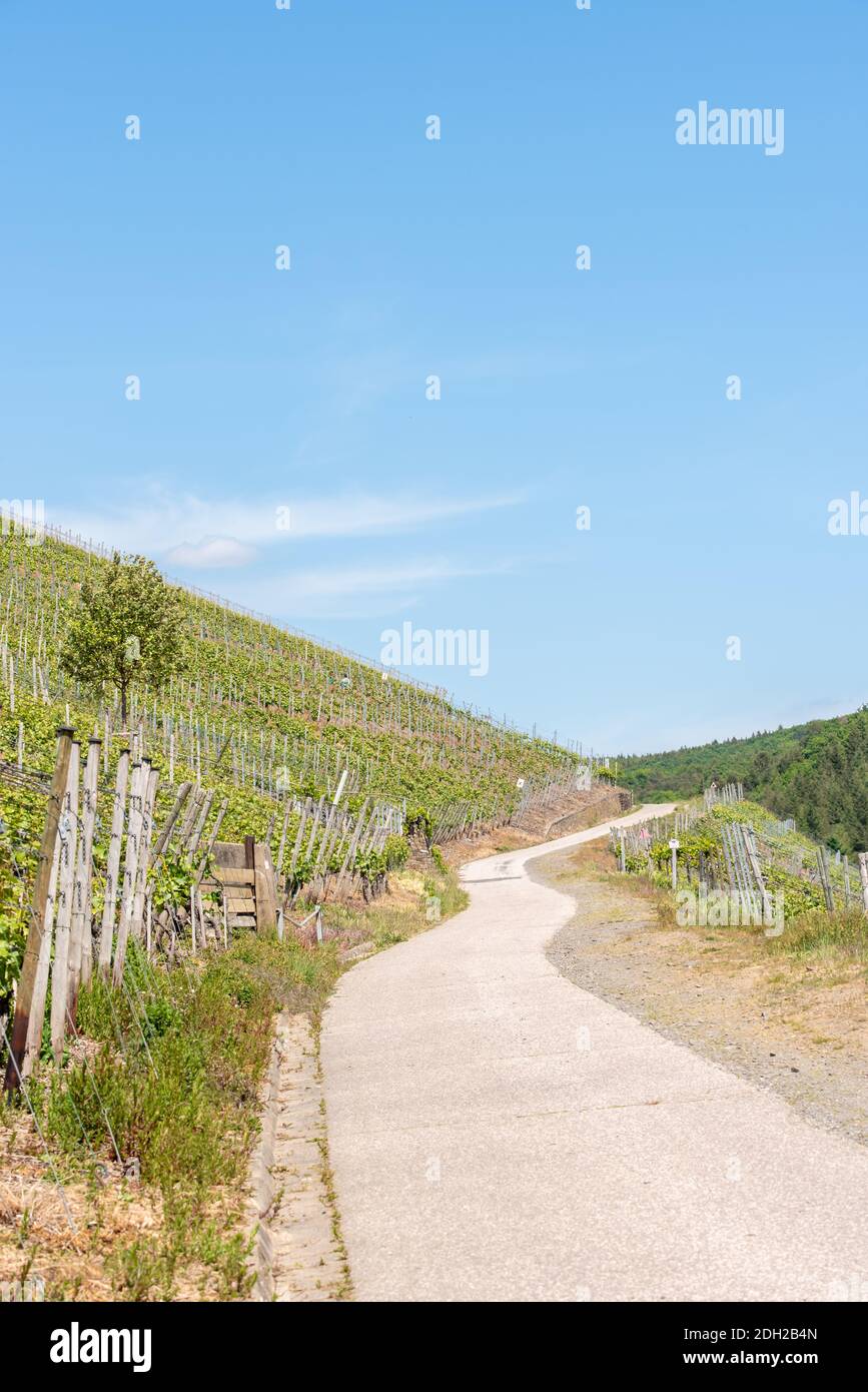 Yineyard terrassen hi-res stock photography and images - Alamy