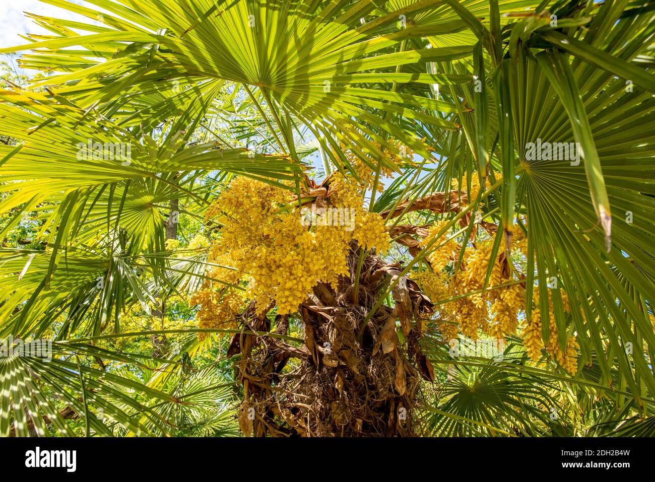 Hardy palms hi-res stock photography and images - Alamy
