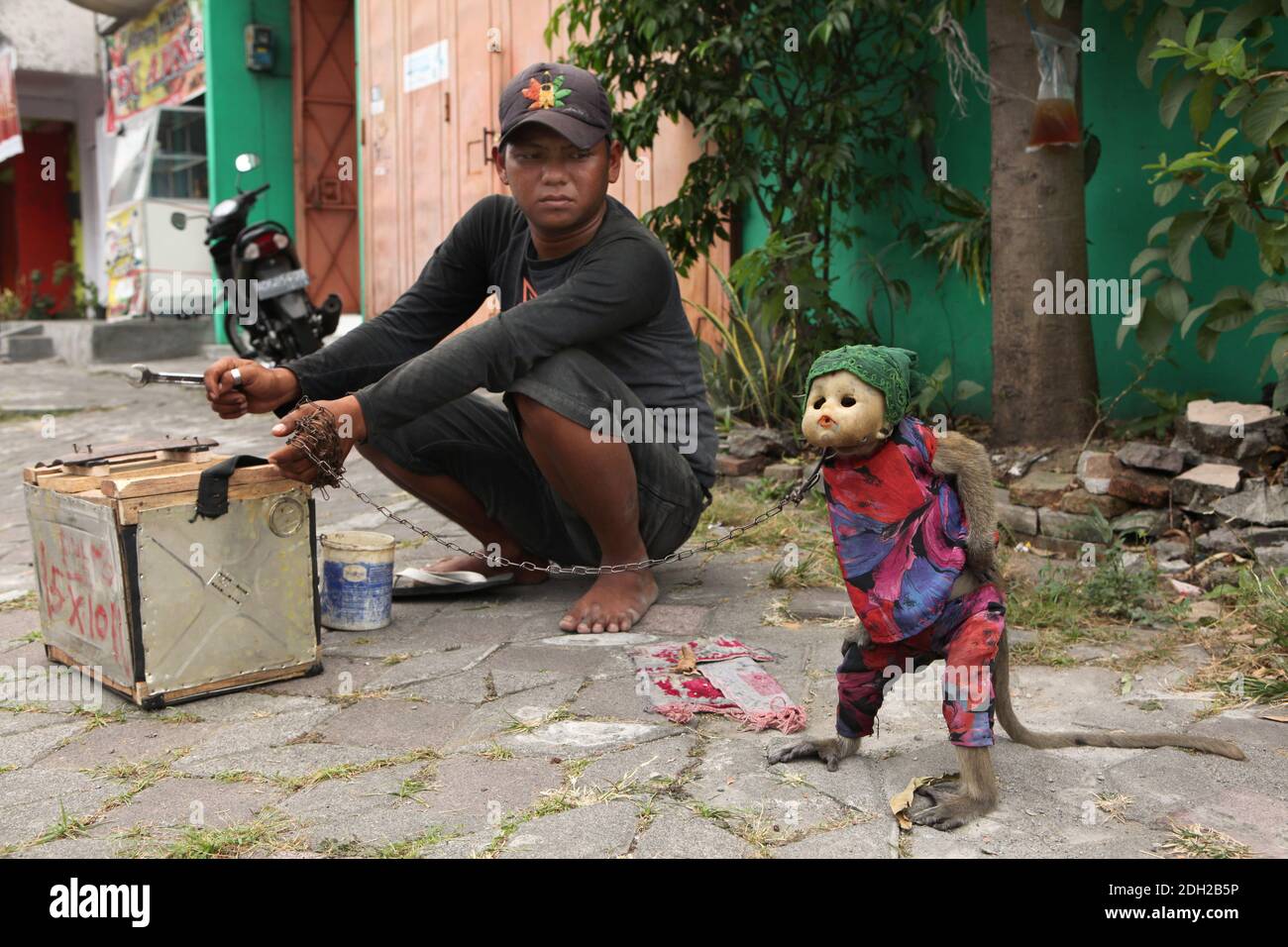 Trained macaque called Undun wearing a mask from a broken doll's head ...
