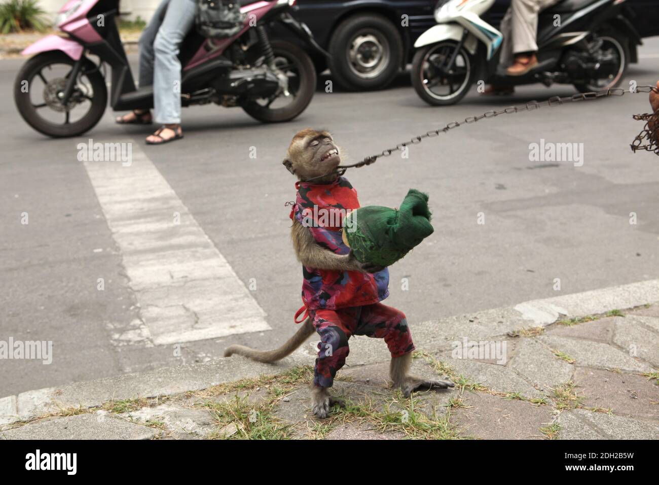 Trained macaque called Undun holding his mask from a broken doll's head ...