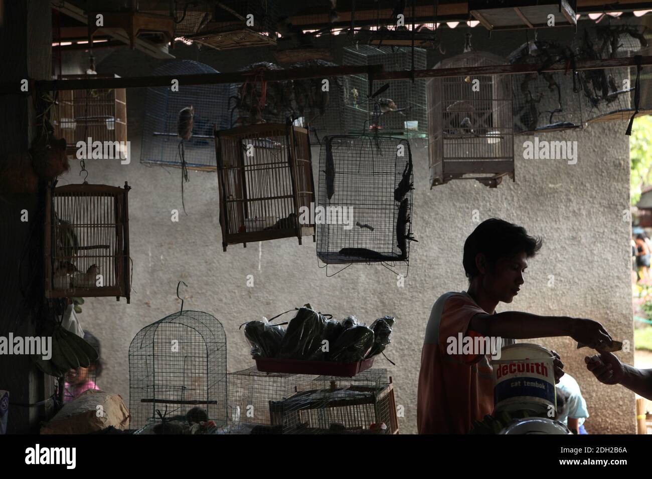 Lizard In Java High Resolution Stock Photography and Images - Alamy