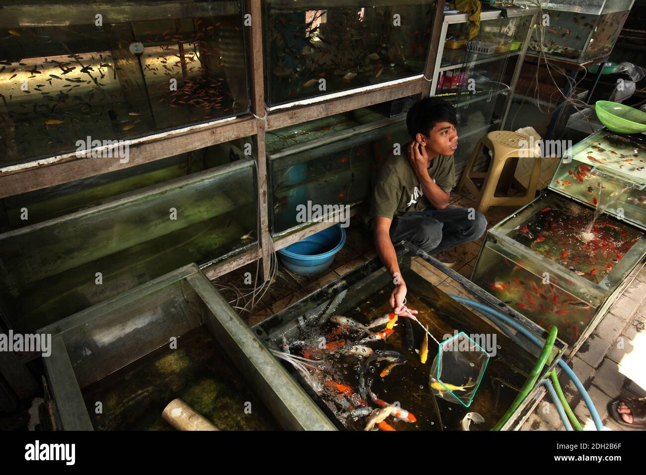 Young vendor sells aquarium fish at the bird market in Yogyakarta in ...