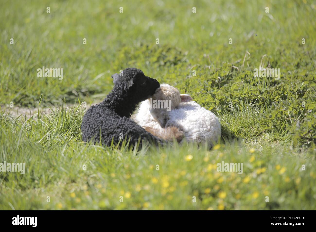 Ragged Animal High Resolution Stock Photography and Images - Alamy
