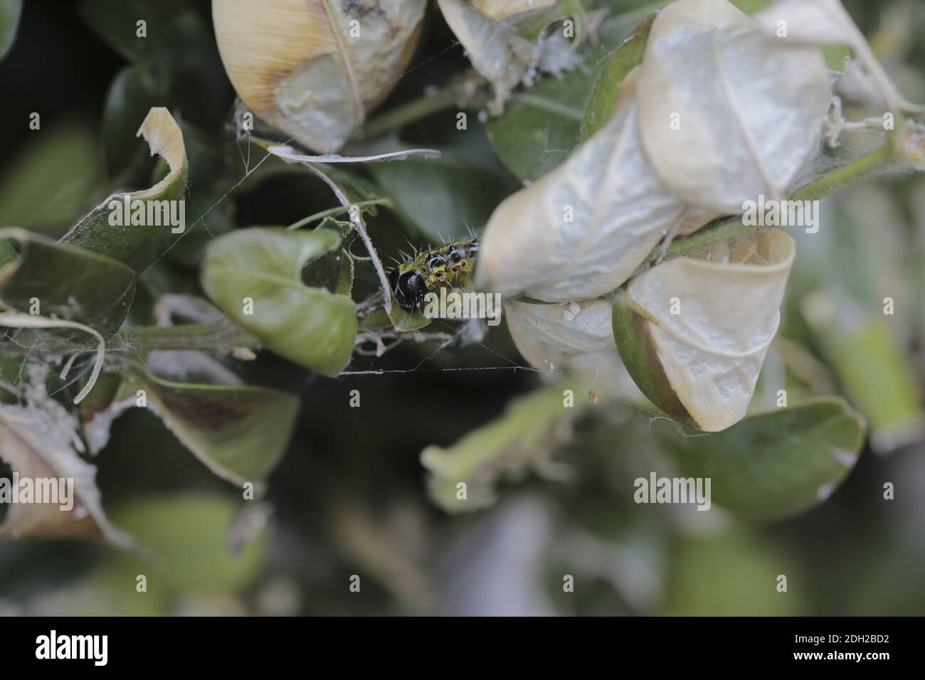 Boxwood pests hi-res stock photography and images - Alamy