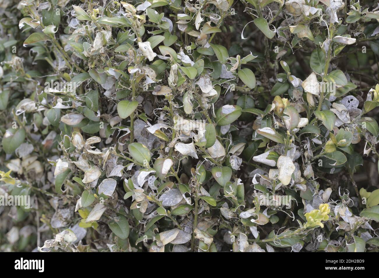Boxwood pests hi-res stock photography and images - Alamy