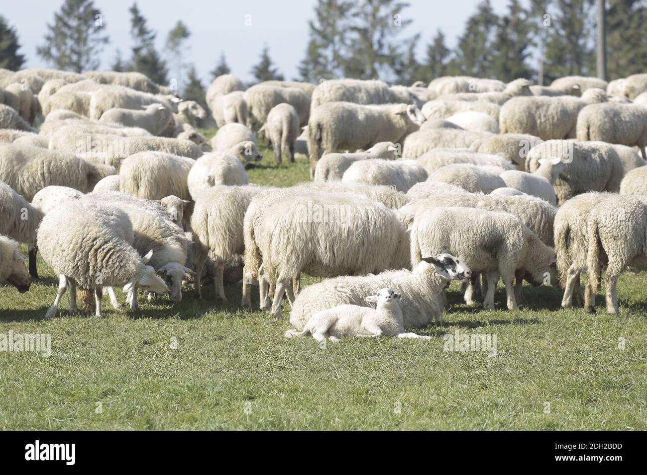 Flock of sheep Stock Photo - Alamy