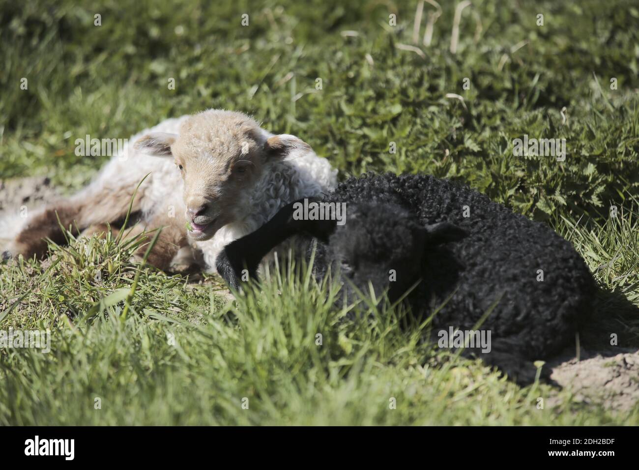 Ragged Animal High Resolution Stock Photography and Images - Alamy