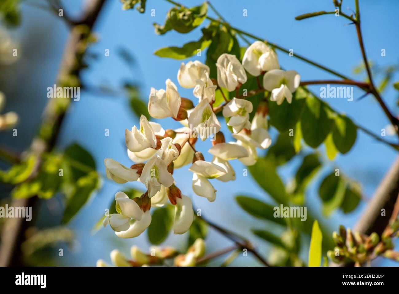 Acacia shrubs hi-res stock photography and images - Alamy