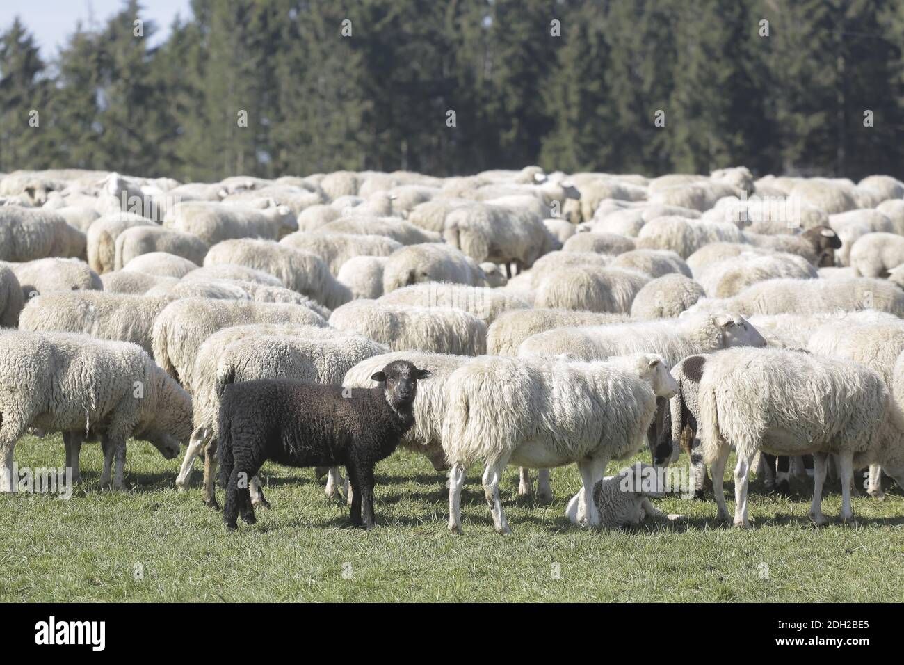 Flock of sheep Stock Photo - Alamy