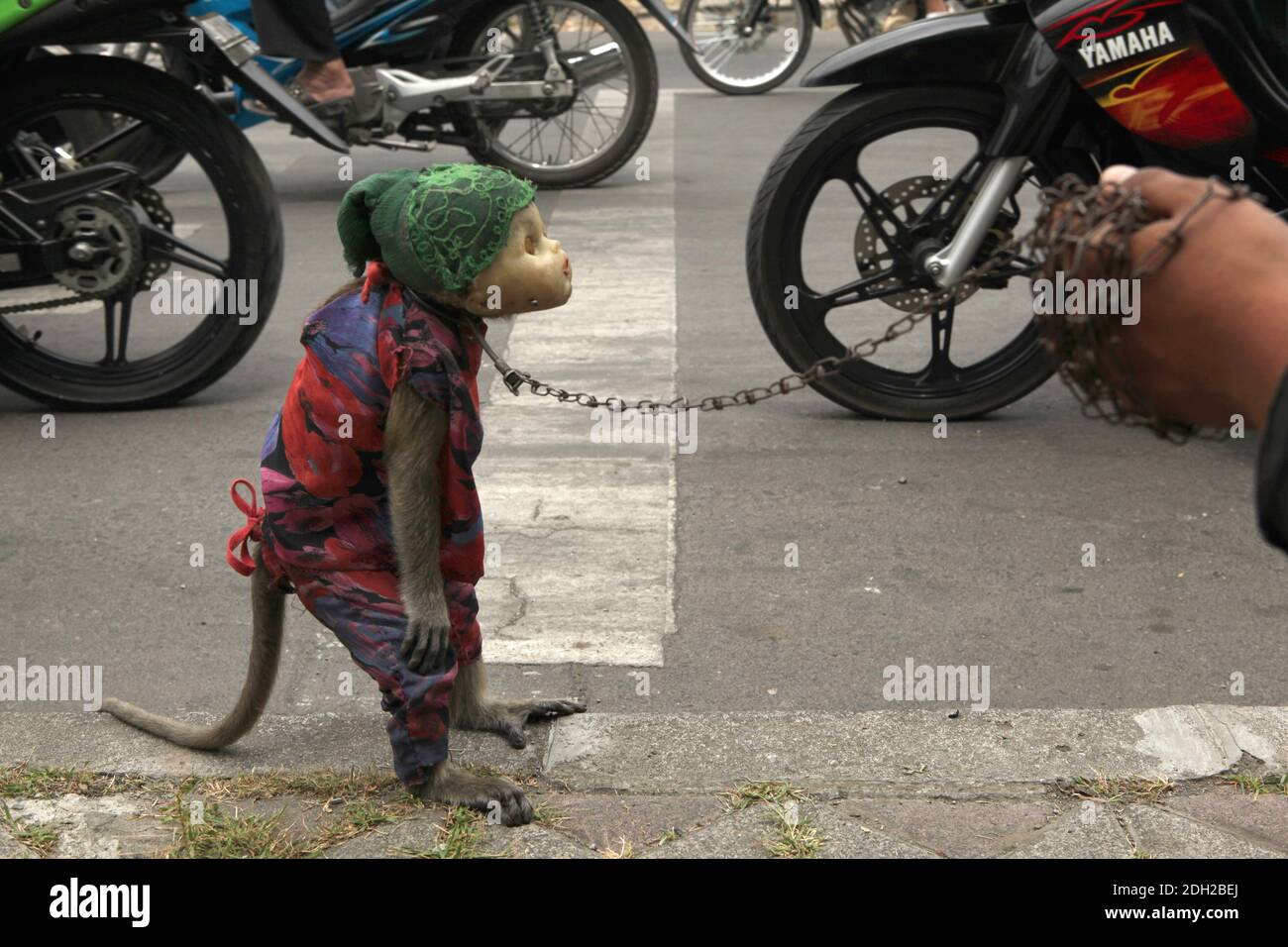 Trained macaque called Undun wearing a mask from a broken doll's head ...