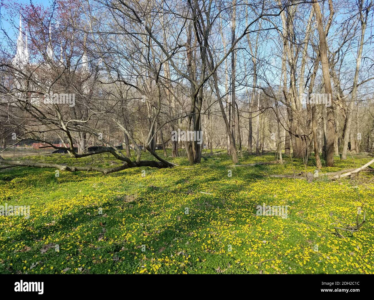 Early spring in the forest with a wooded area covered with bright ...