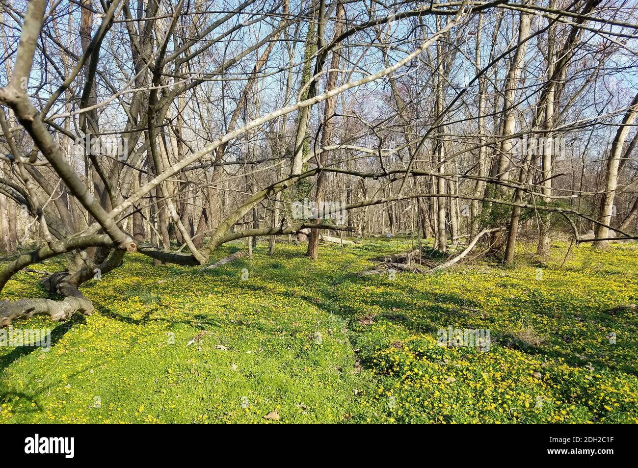 Early spring in the forest with a wooded area covered with bright ...