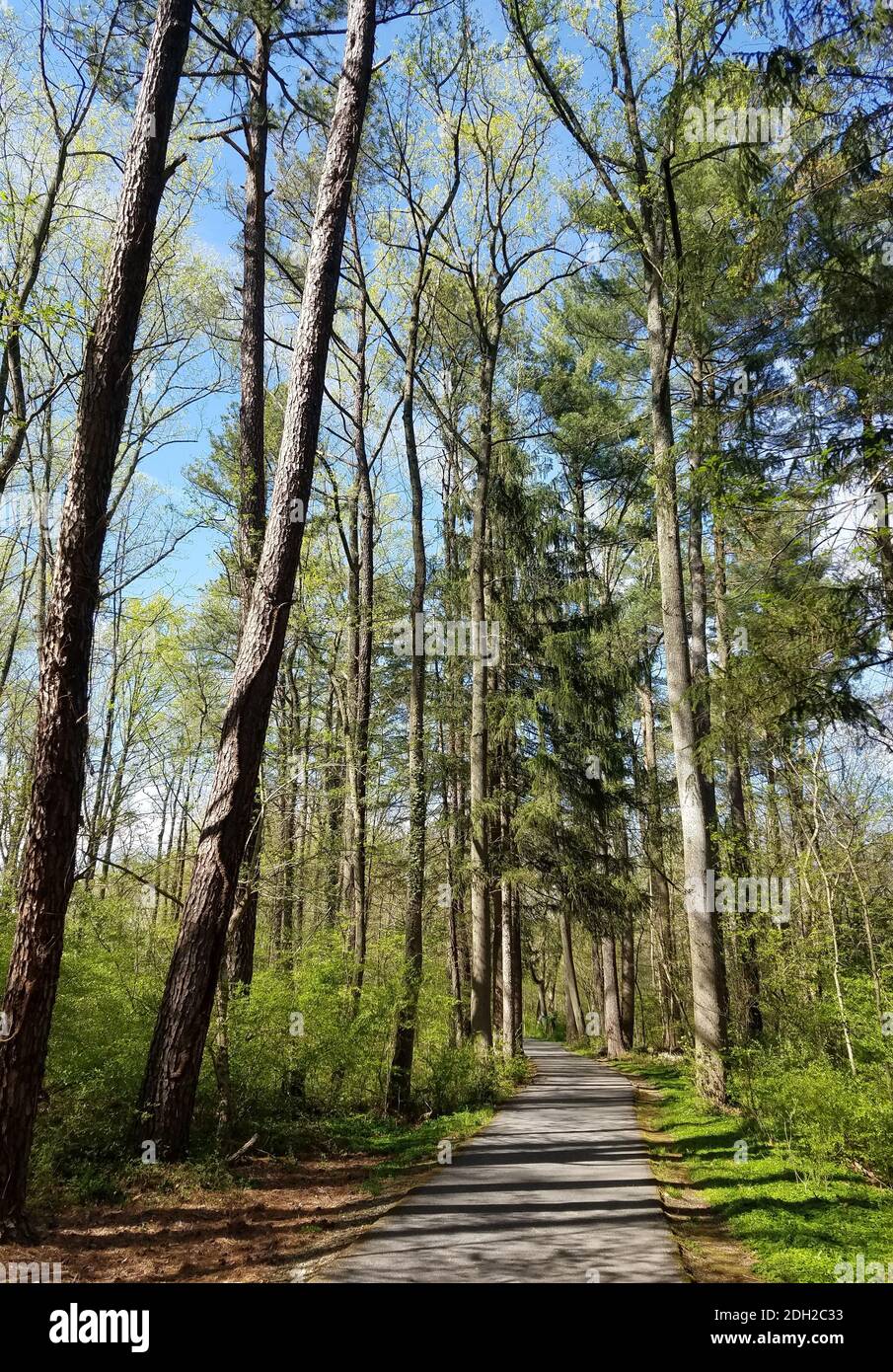 Early spring in the forest with an alley crossing a wooded area with ...