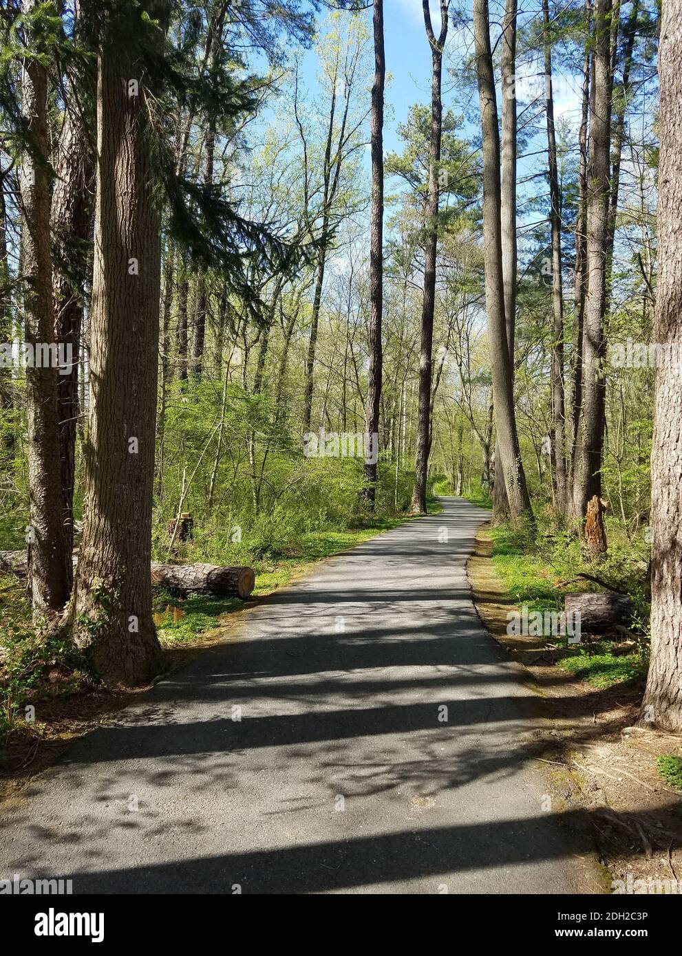 Early spring in the forest with an alley crossing a wooded area with ...