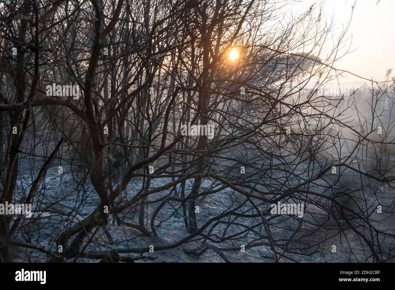 Roma, Italy: Fire Pine forest of Castel Fusano. © Andrea Sabbadini ...