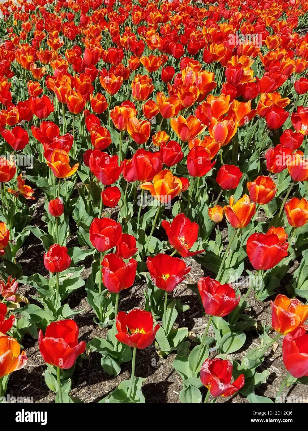 Floral spring-time background with a red tulips flowerbed Stock Photo ...