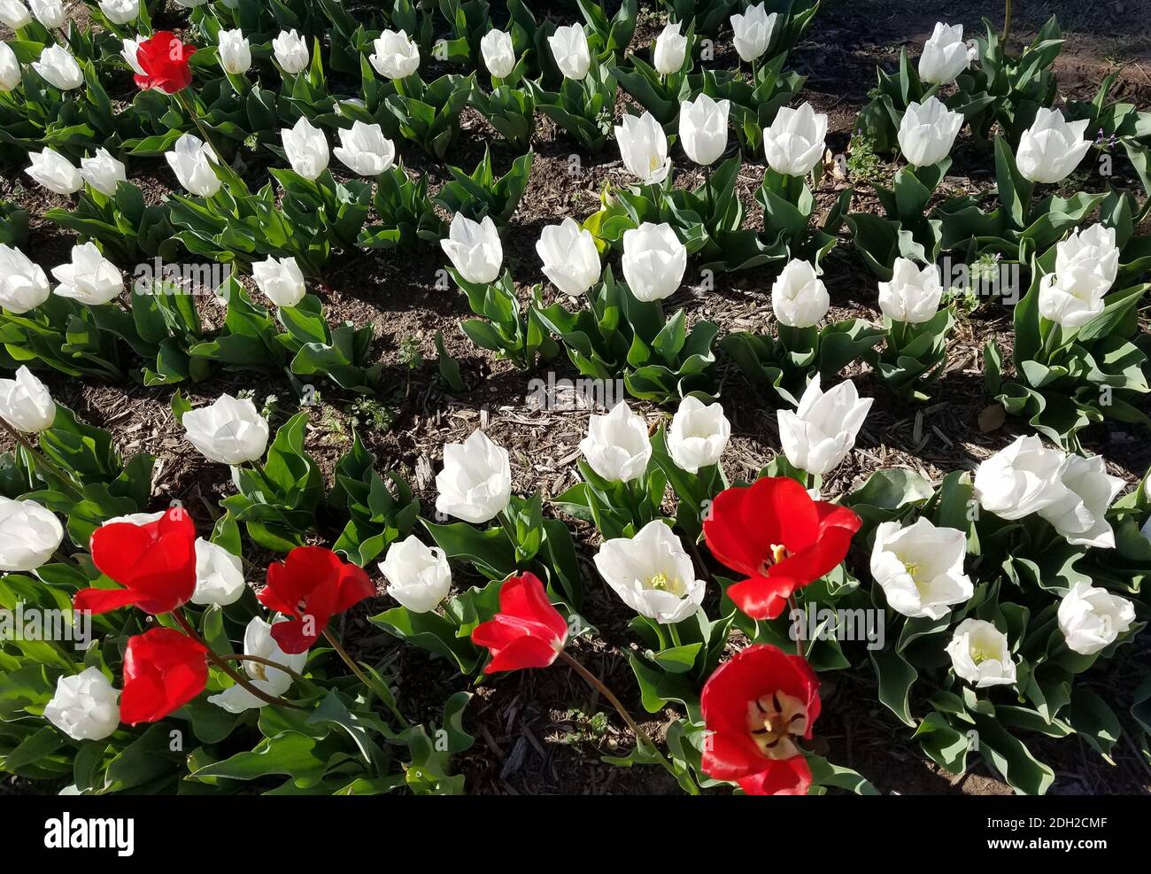 Floral spring-time landscape with a flowerbed of red and white tulips ...
