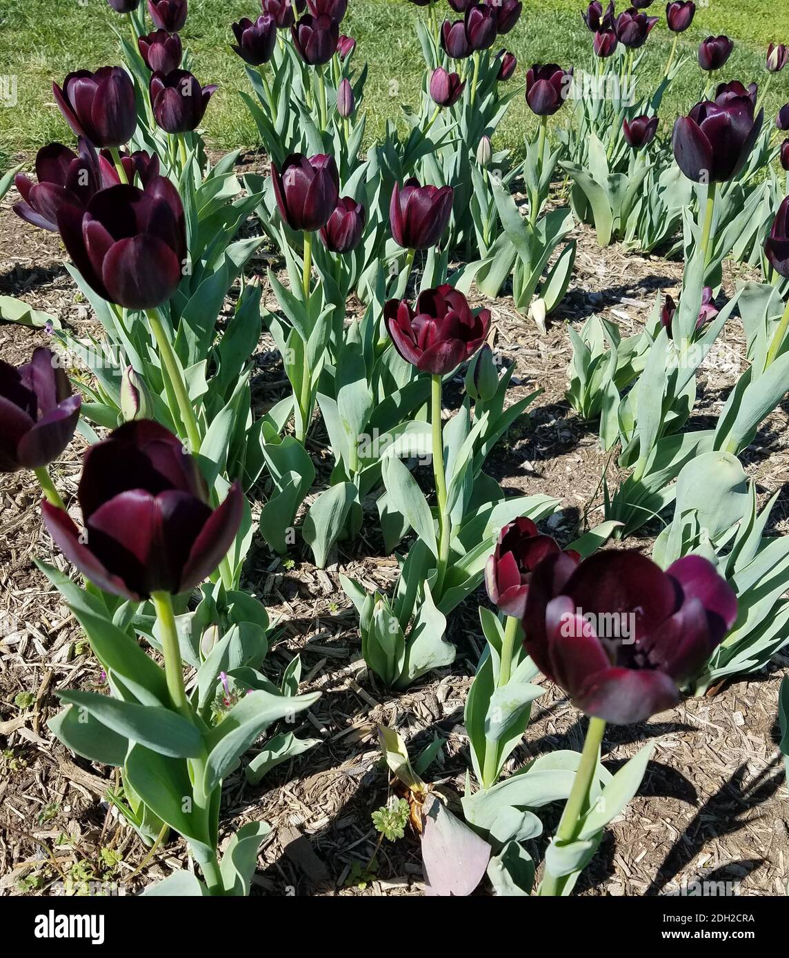 Floral spring-time landscape with a flowerbed of maroon red tulips ...