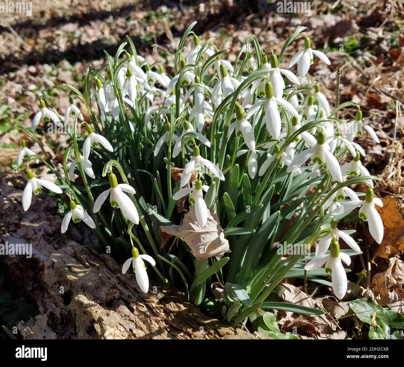 Snowdrop flowers blooming in the woods for early spring backgrounds ...