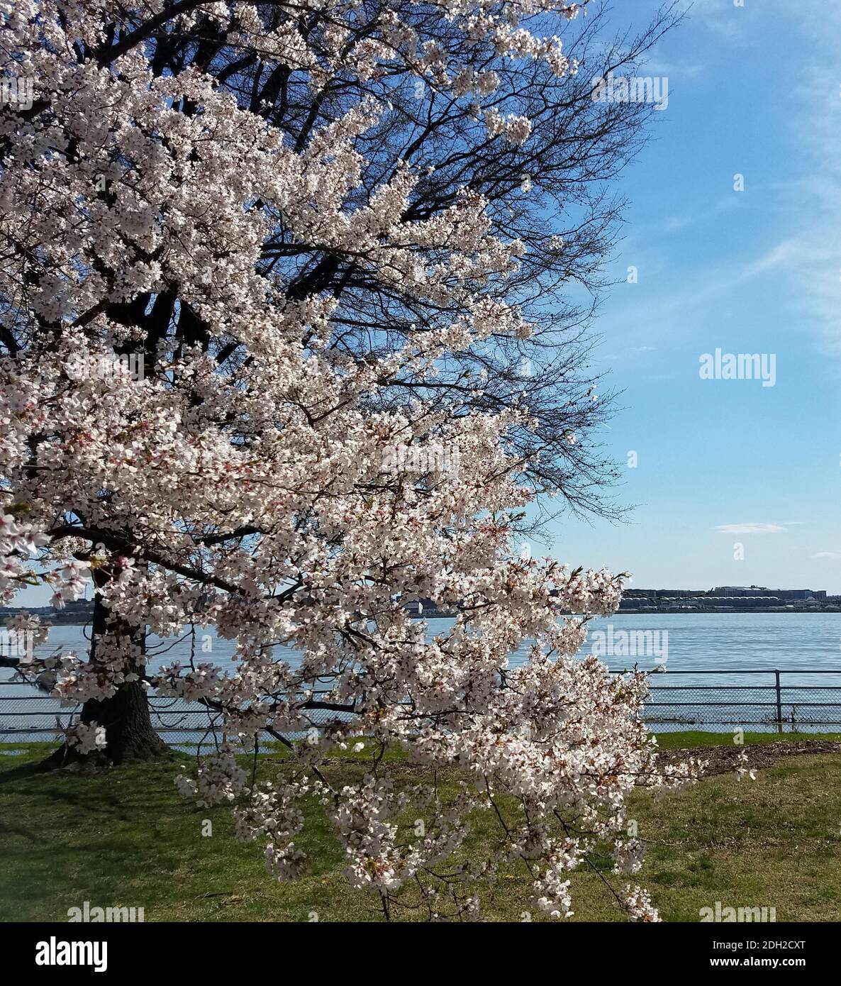 Cherry trees in bloom alongside the Potomac river, in Washington DC ...
