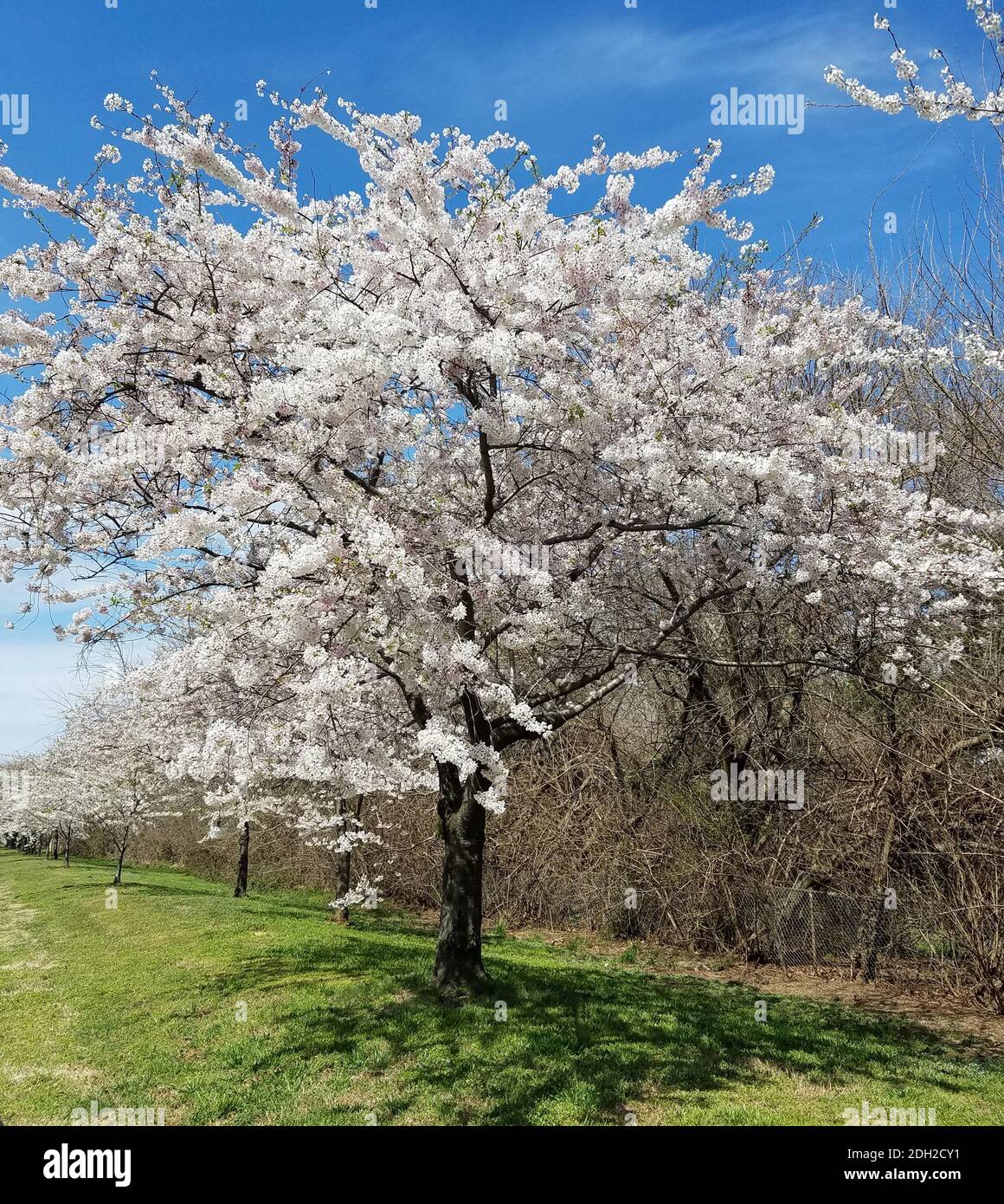 Spring background with a blooming cherry tree against a clear blue sky ...
