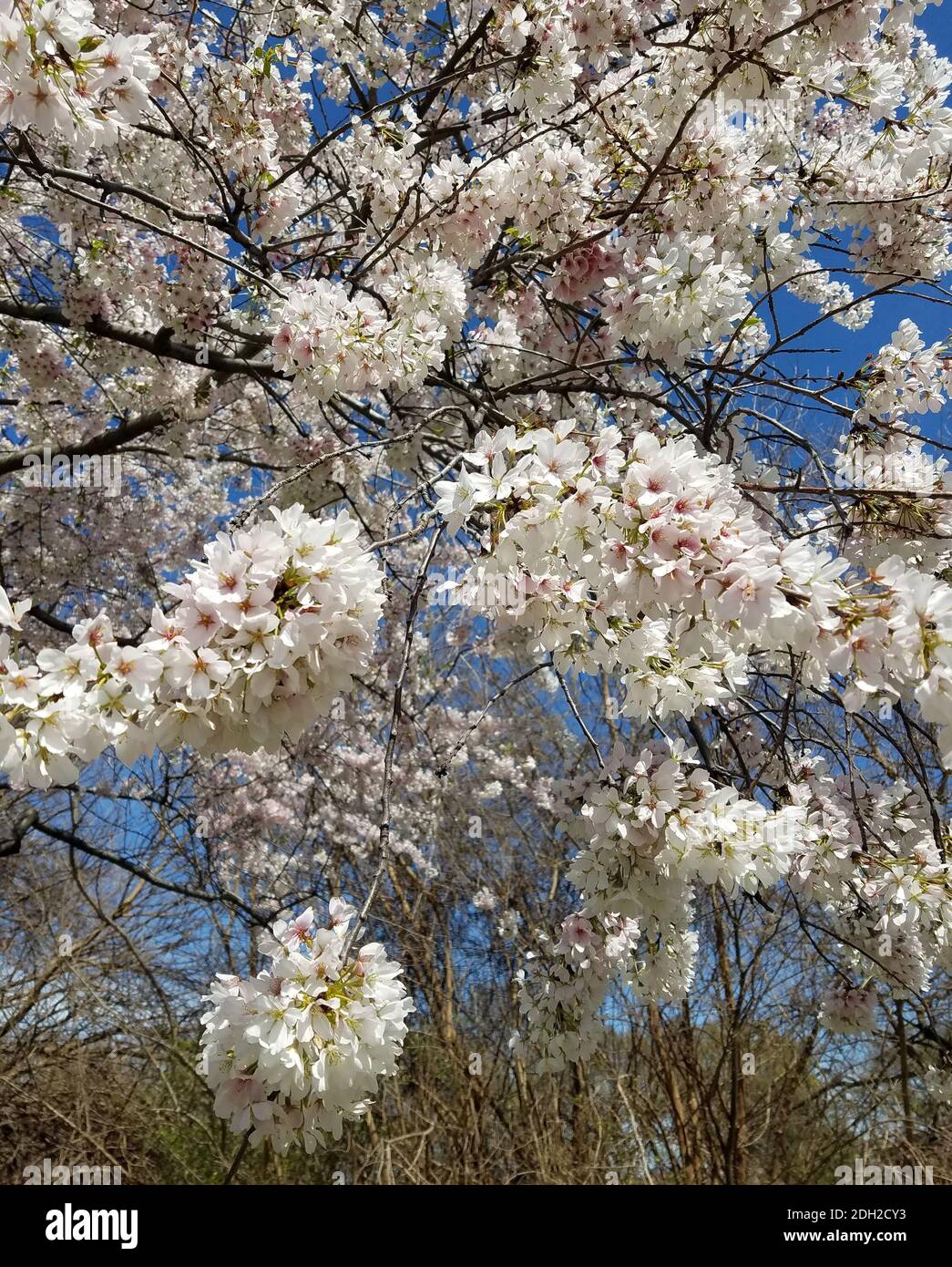 Close-up on blooming cherry tree flower clusters for spring backgrounds ...