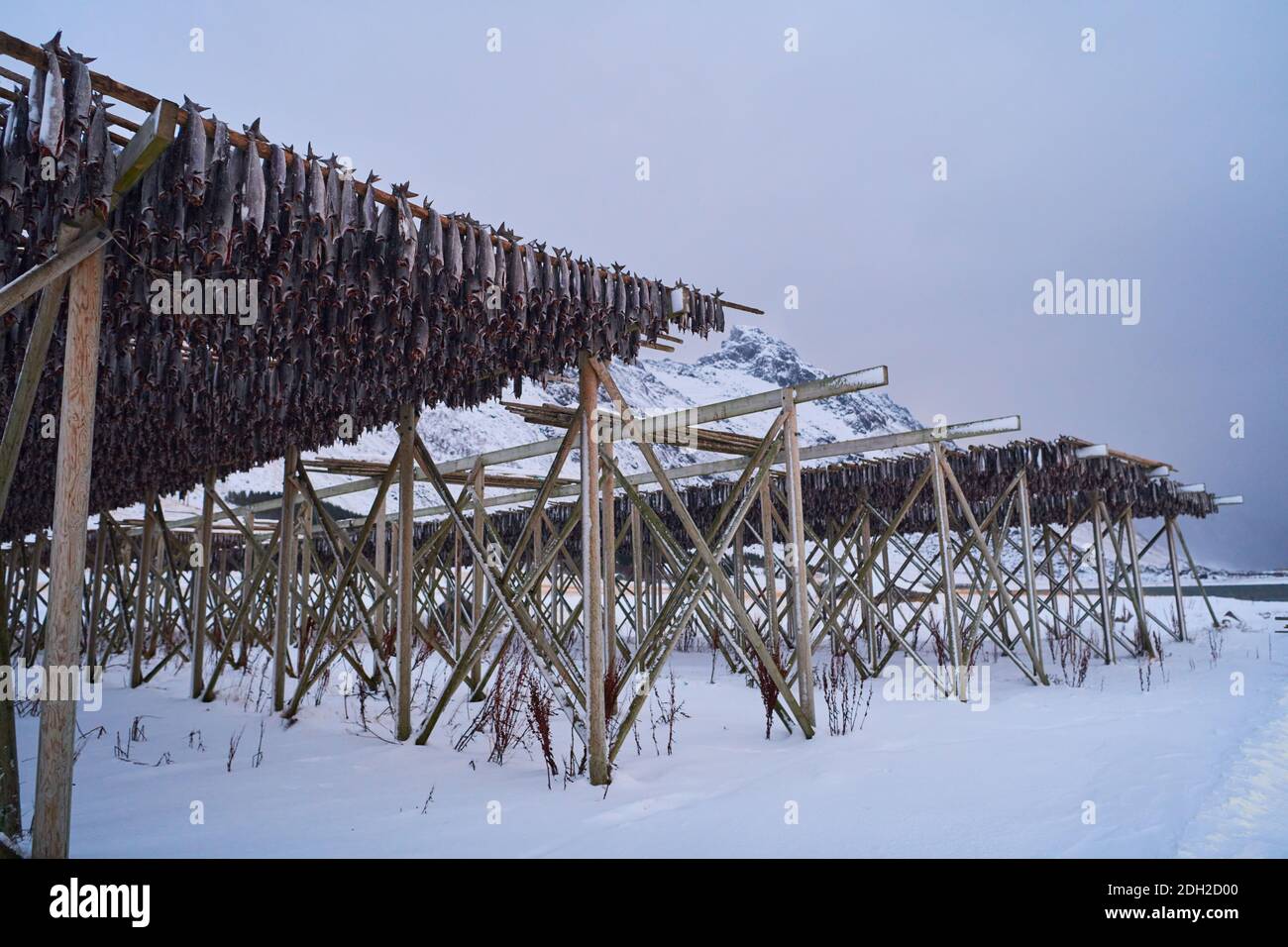 Air drying of Salmon fish on wooden structure at Scandinavian winter ...