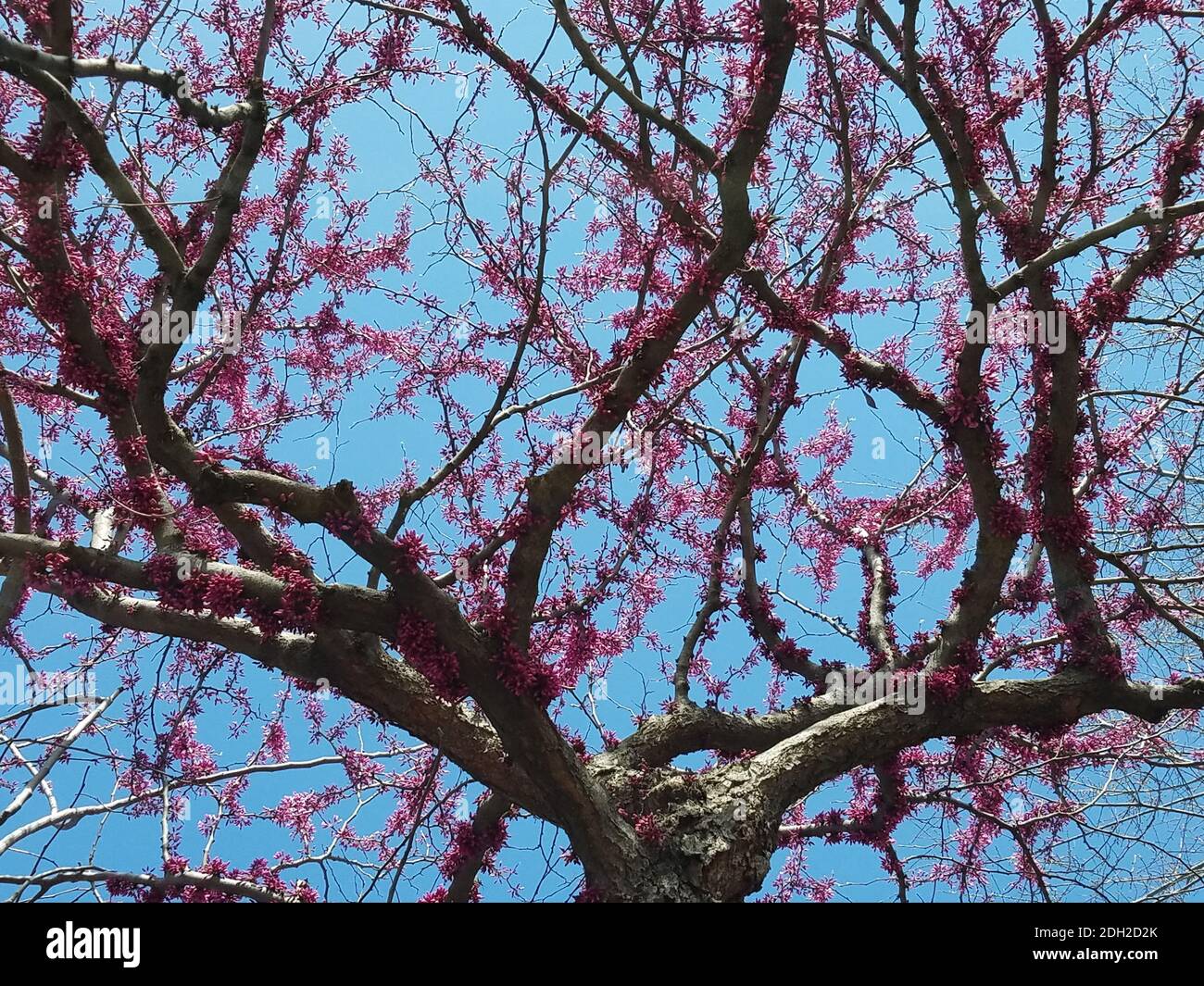 Close-up on a tree with blooming pink flower clusters for spring ...