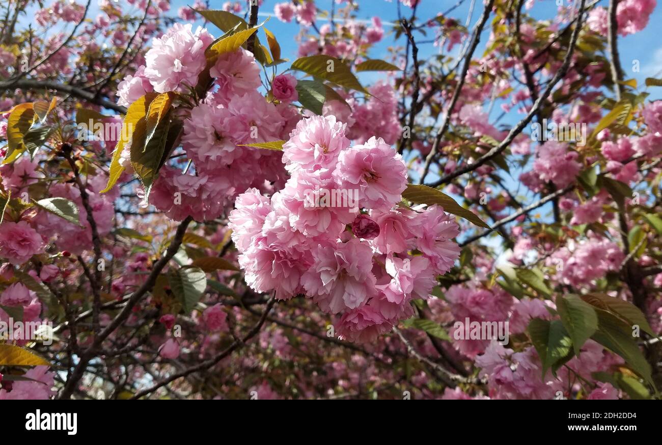 Close-up on a tree with blooming pink flower clusters for spring ...